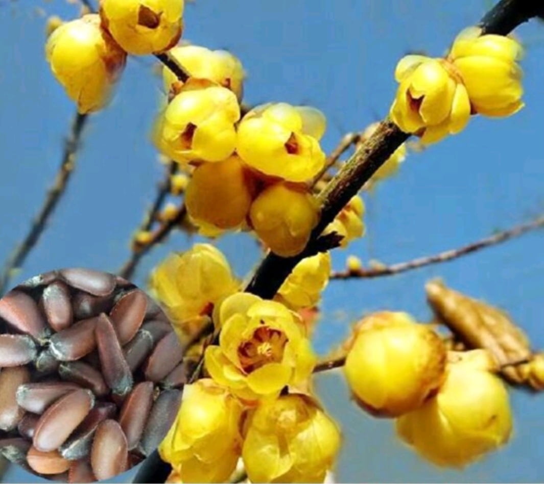 100 Seeds Wintersweet tree Fragrant Chimonanthus praecox yellow flowerp ...