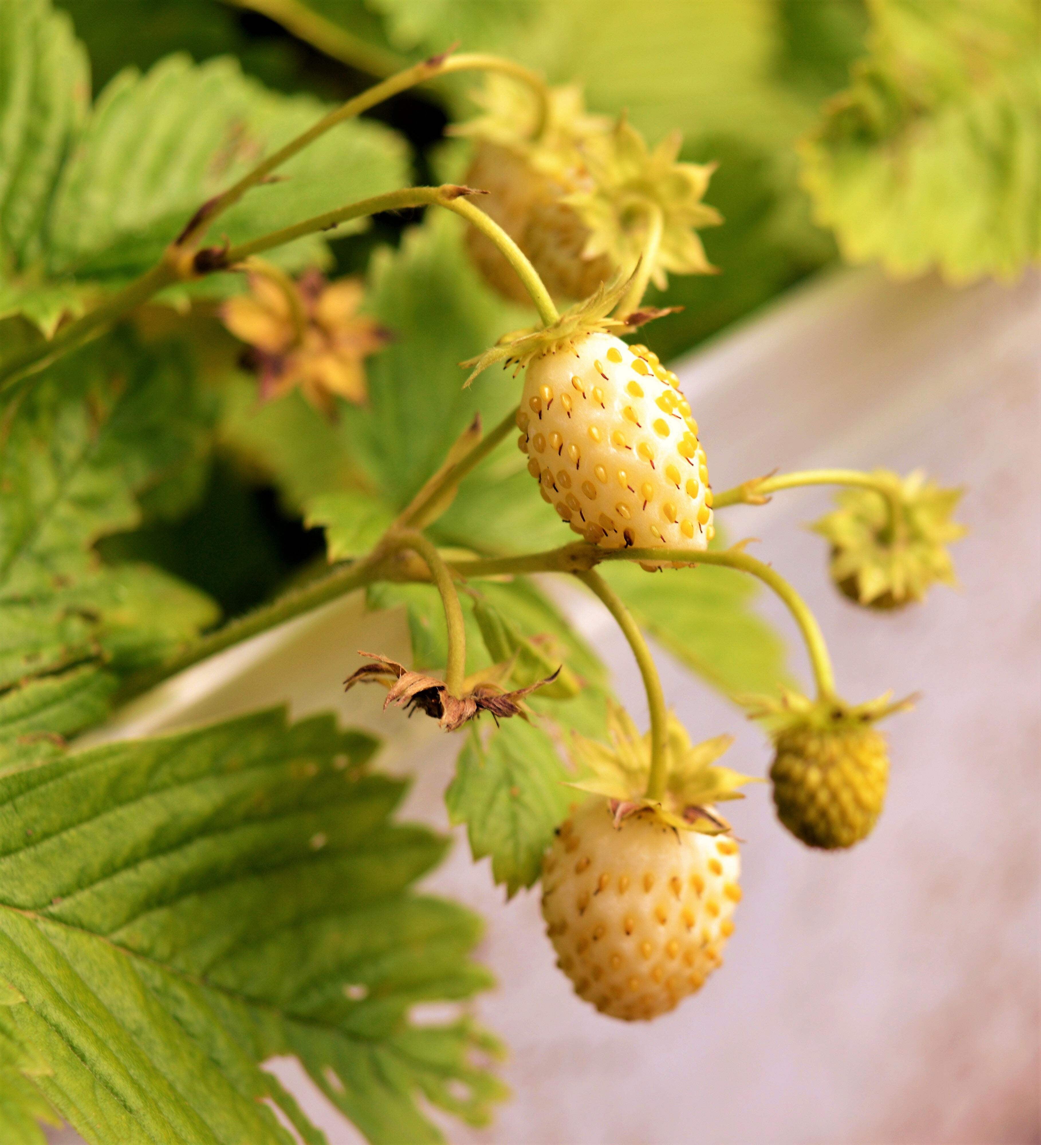 100 Seeds YELLOW WONDER STRAWBERRY Everbearing Heirloom Alpine Fragaria ...