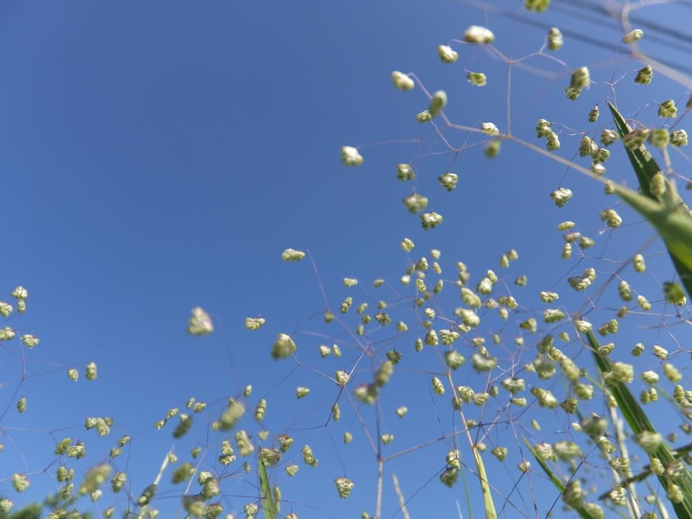 100 Seeds of Little Quaking Grass - Briza Minor - Walmart.com