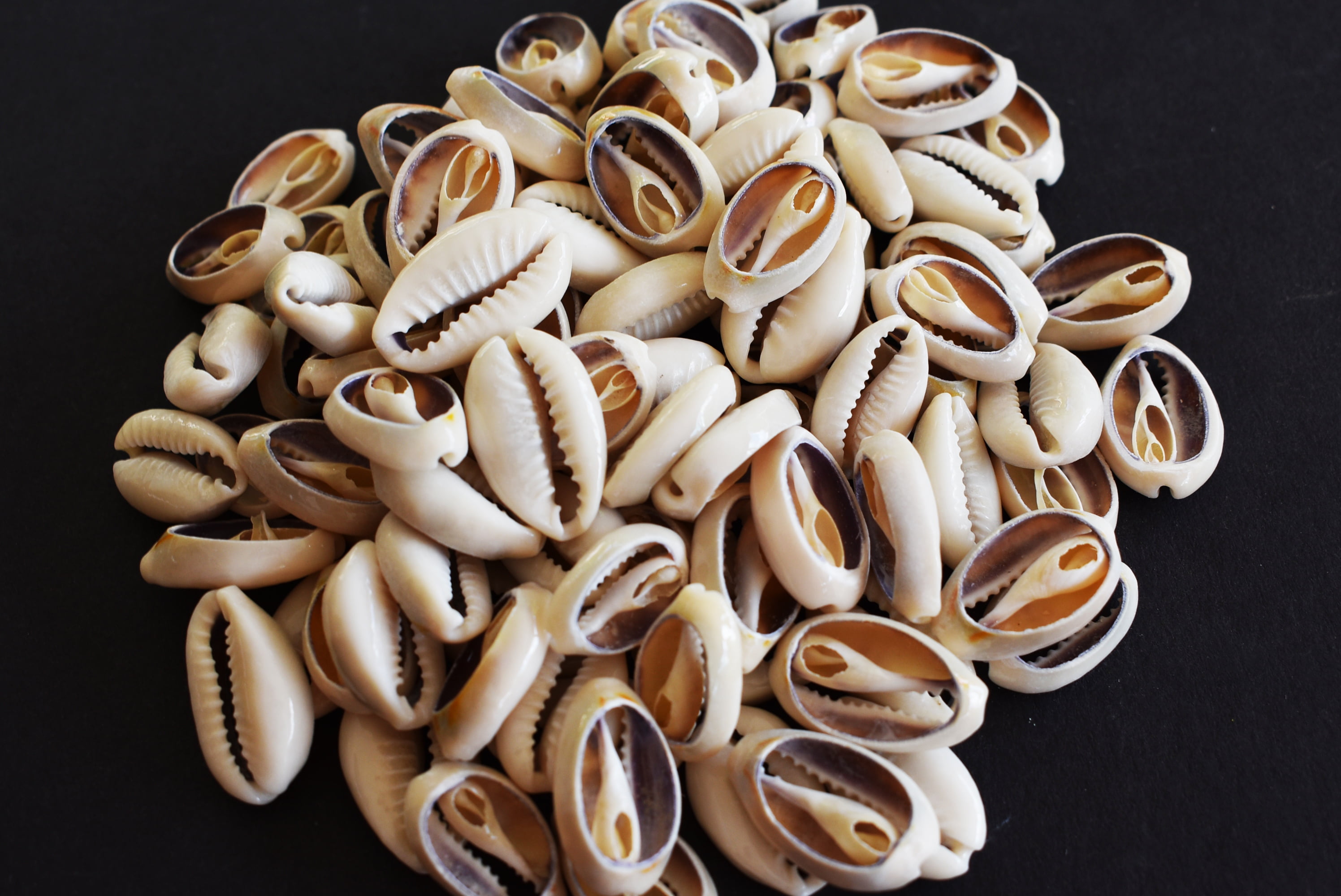 100 Select Center Cut Ringtop Cowrie Shells (1/2 -1" / 12-25 mm) Beach ...