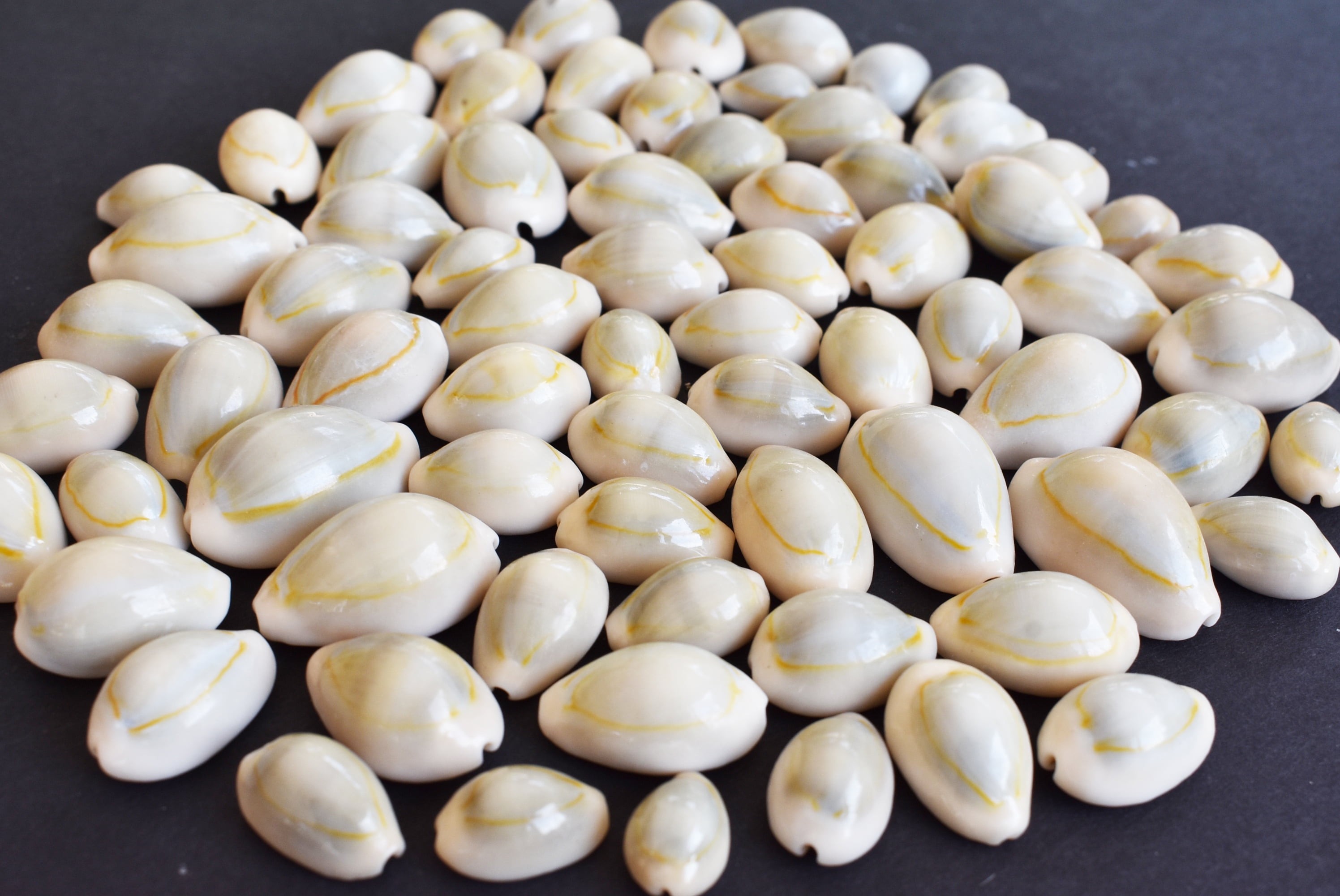100 Select Ringtop Cowrie Shells Seashells 1/2-1" Shellcraft Cypraea ...
