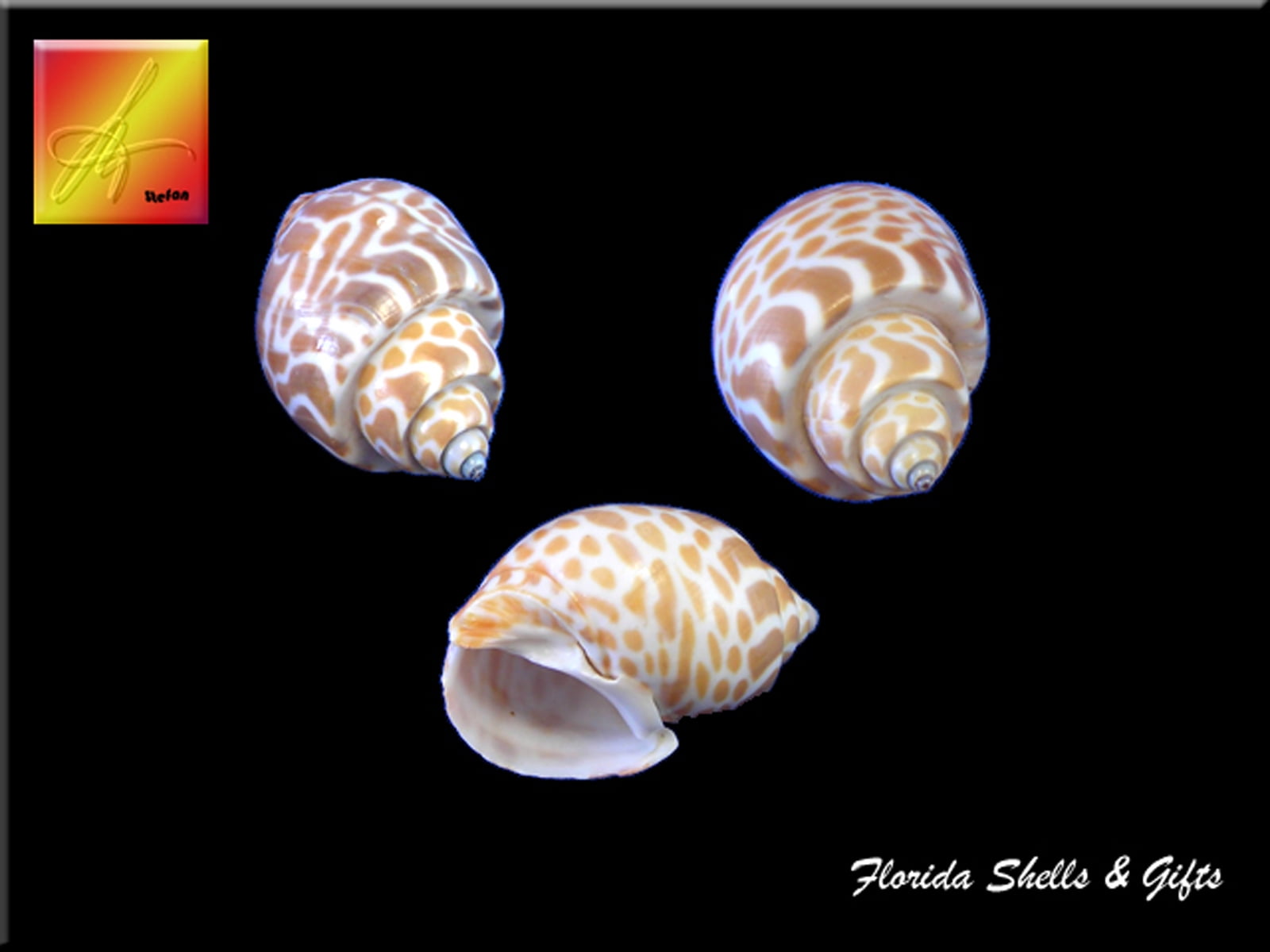 100 Select Small Babylonia Spirata Shells Seashells 1" - 1 1/2 ...