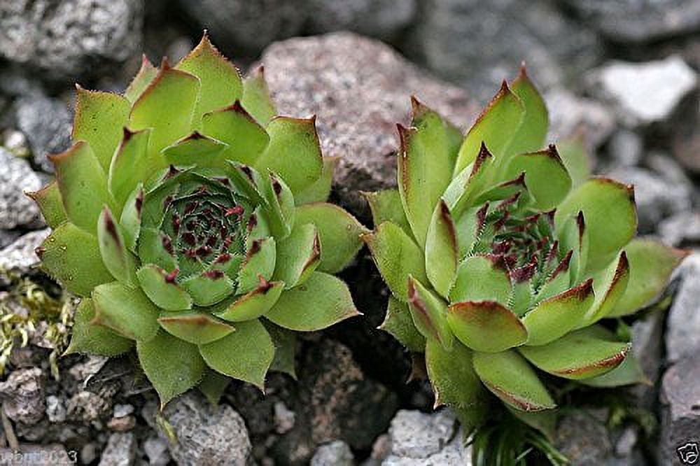 100 Sempervivum Tectorum Seeds Aka Hens and Chicks (100 Seeds) Rhs ...