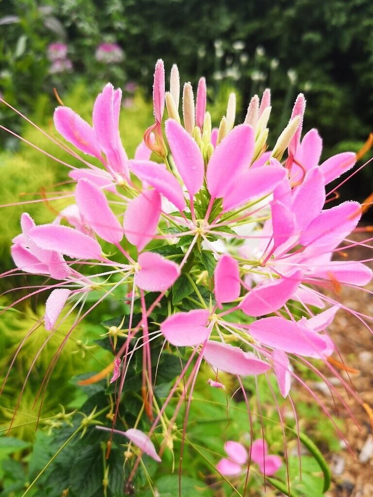 100 Soft Pink Spider Seeds Clome Spinosa Perennial 1193 US Seller ...