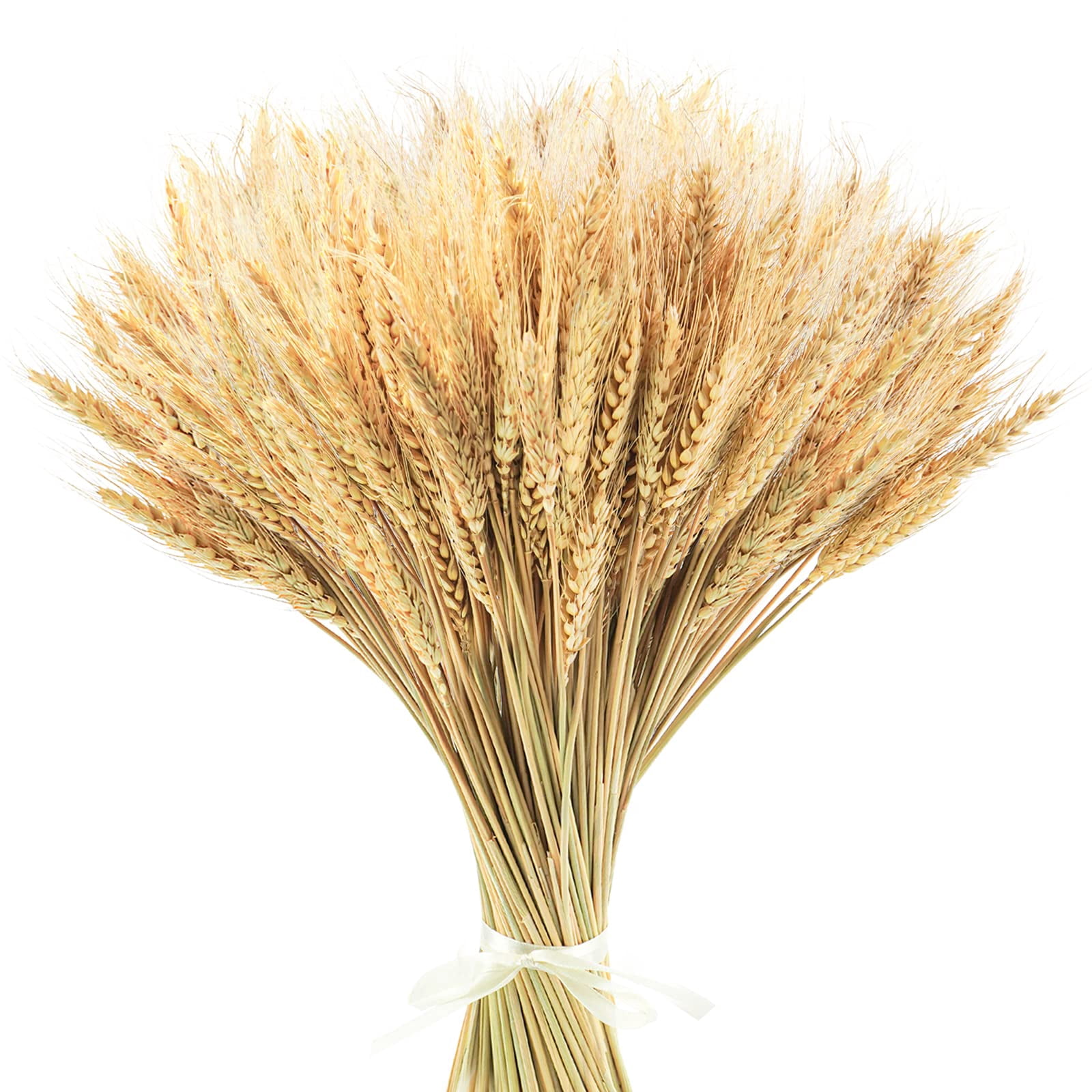 100 Stems Dried Wheat - Natural Harvest Decor For Wedding & Farmhouse ...