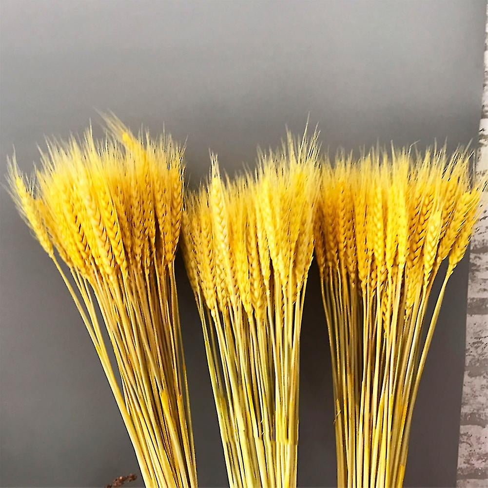 100 Stems Dried Wheat Stalks 100% Natural Wheat Decor For Home ...