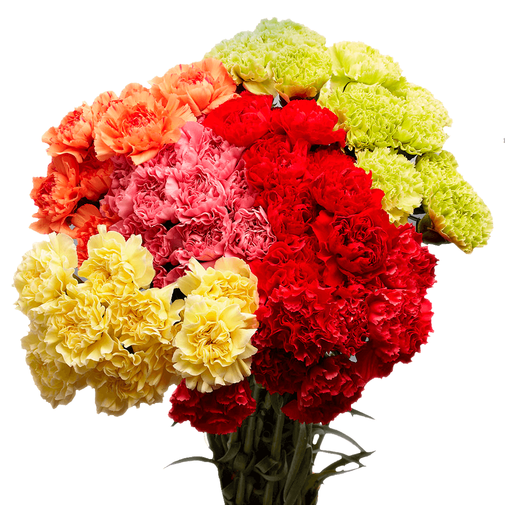 Walmart Fresh Delivery: 100 Stem Assorted Color Carnation Bouquets ...