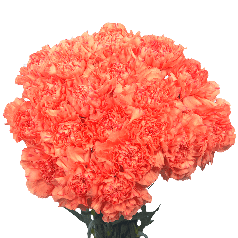 Walmart's Premium Large Floral Bunch: 100 Stems of Orange Carnations ...