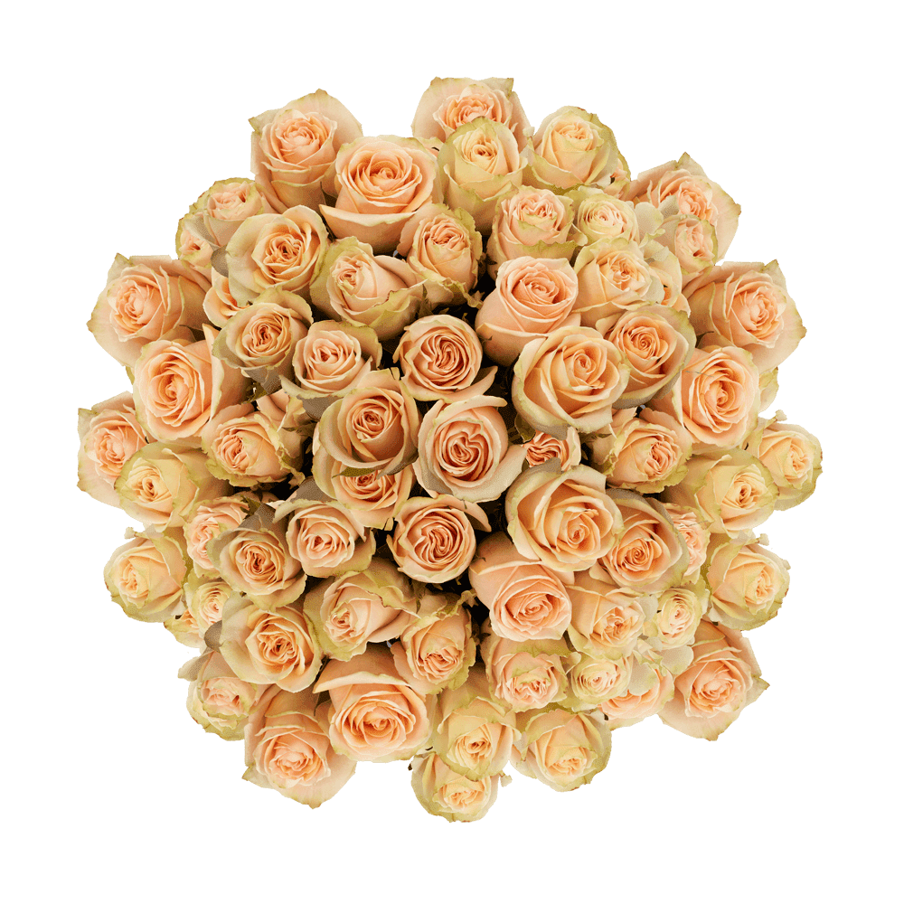 100 Stems of Peach High and Arena Roses- Beautiful Fresh Cut Flowers ...