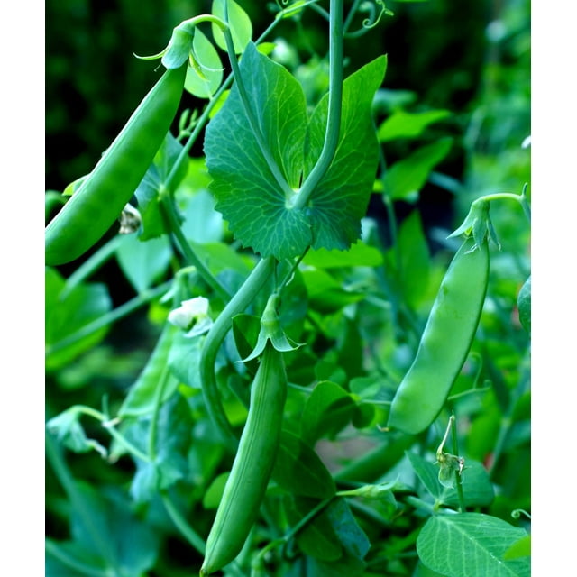 CZ Grain Sugar Snap Pea Seeds, 100+ Count, Easy to Grow, Great for ...
