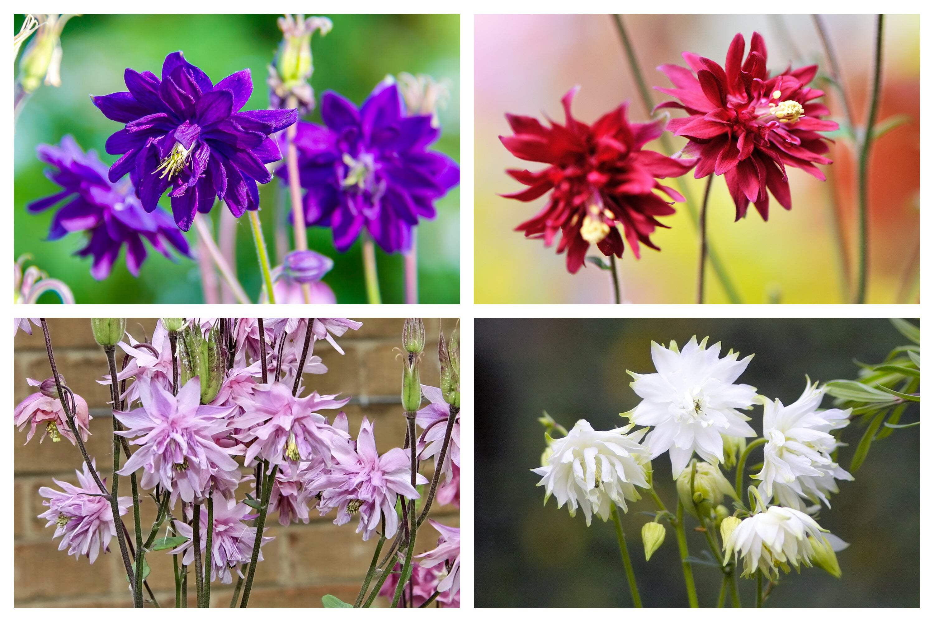 100 TALL DOUBLE COLUMBINE Aquilegia Vulgaris Mixed Colors Red, Pink ...