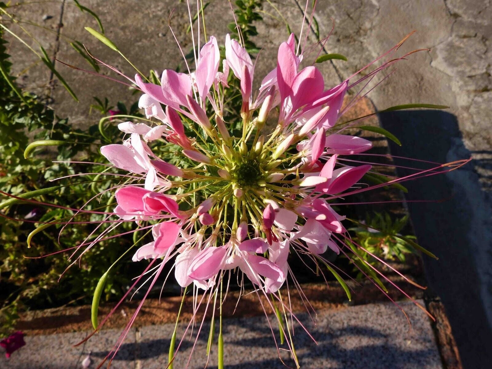 100 Taffy Pink Spider Seeds Clome Spinosa Perennial 1195 US Seller ...
