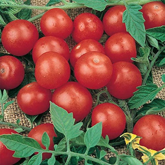 100+ Tiny Tim Tomato Seeds - Dwarf Heirloom Seeds for Planting - Great ...