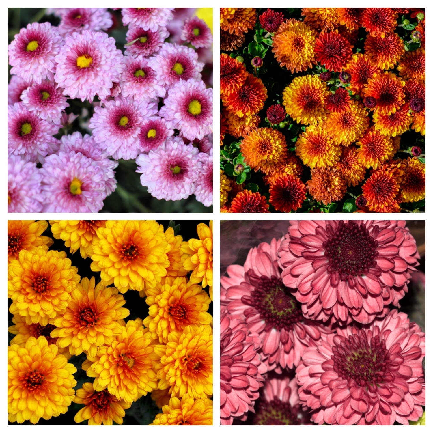 50 Tricolor DOUBLE PAINTED DAISY Chrysanthemum Carinatum Tanacetum ...