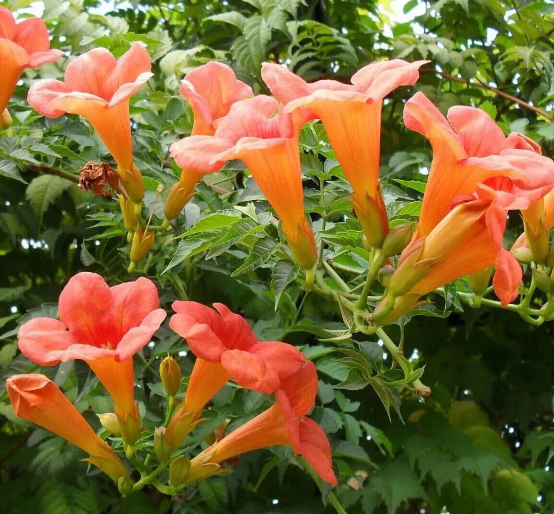 100 Trumpet Creeper Seeds for Planting - Trumpet Vine - Campsis ...
