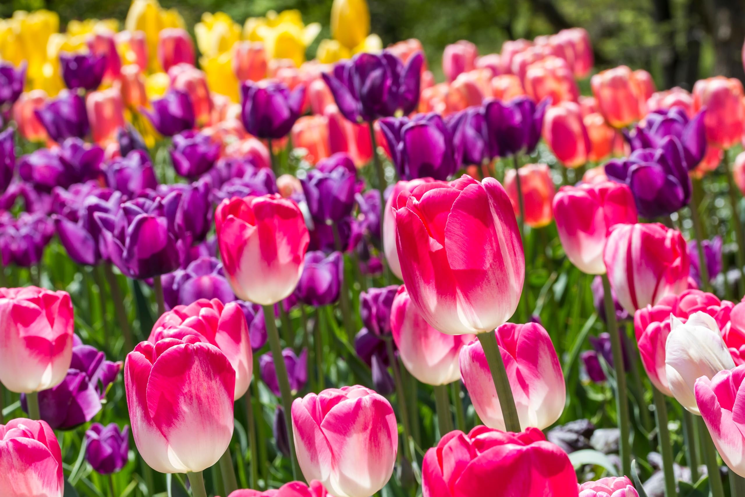 100 Tulip Bulbs Mixed Tulips Varieties Collection Tulips Bulbs for ...