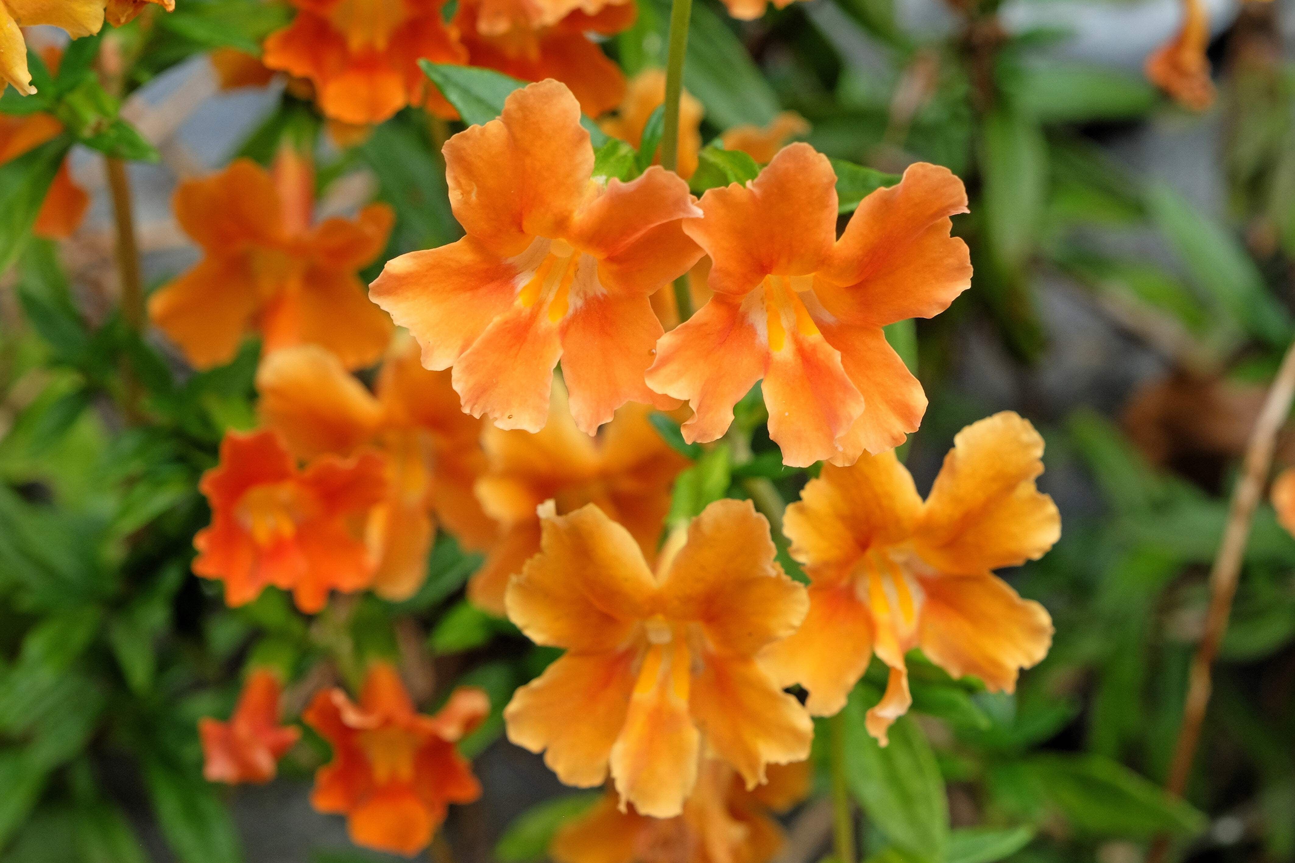 100 Twinkle ORANGE MONKEY FLOWER Mimulus Seeds - Walmart.com