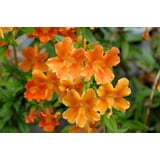 100 Twinkle ORANGE MONKEY FLOWER Mimulus Seeds - Walmart.com