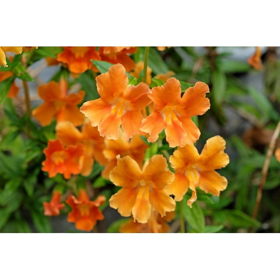 100 Twinkle ORANGE MONKEY FLOWER Mimulus Seeds - Walmart.com