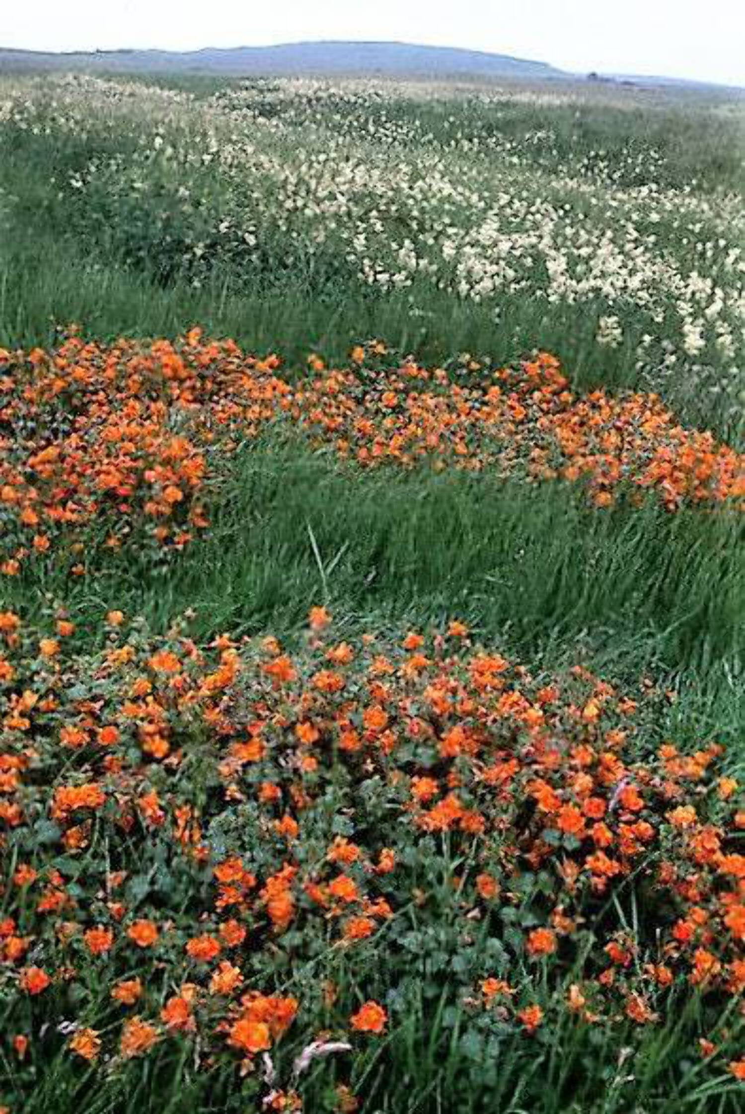 100 Twinkle ORANGE MONKEY FLOWER Mimulus Seeds - Walmart.com