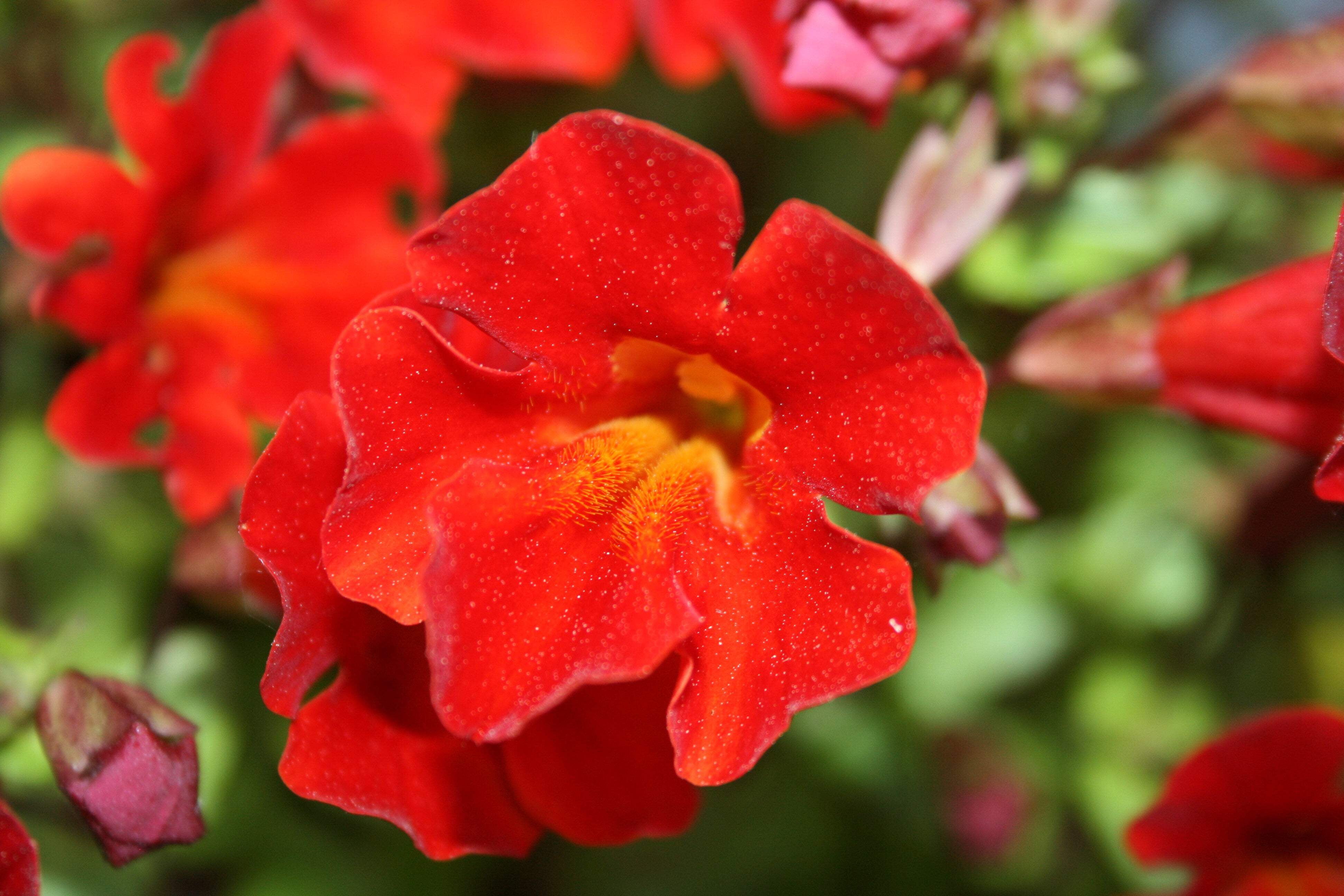 100 Twinkle RED MONKEY FLOWER Mimulus Seeds - Walmart.com
