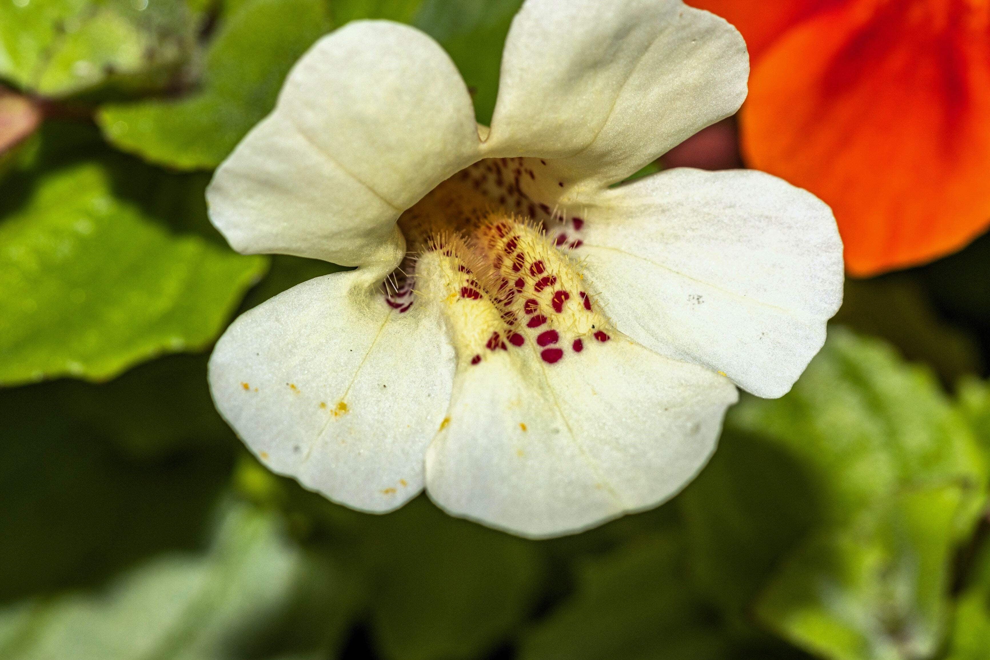 100 Twinkle WHITE MONKEY FLOWER Mimulus Seeds - Walmart.com