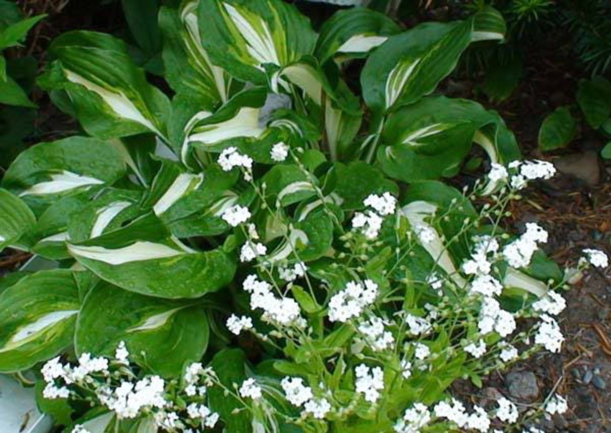 100 Victoria WHITE FORGET Me NOT Myosotis Alpestris Shade or Sun Flower ...
