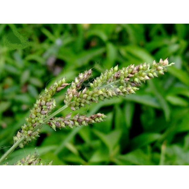 100 WALTER'S BARNYARD GRASS Wetland Ornamental Echinochloa Walteri ...