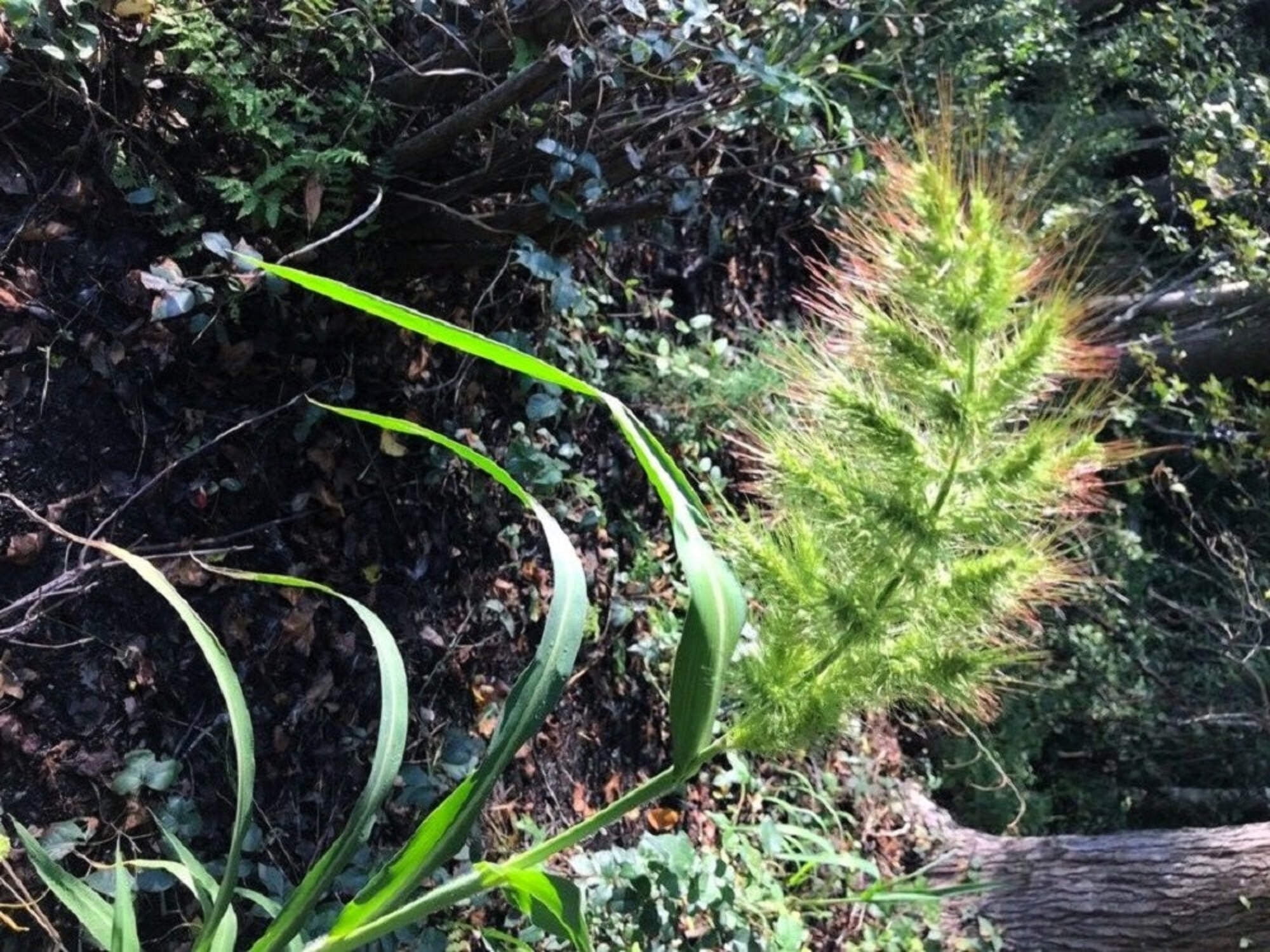 100 WALTER'S BARNYARD GRASS Wetland Ornamental Echinochloa Walteri ...