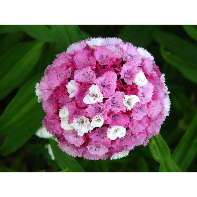 100 WEE Willie Dwarf SWEET WILLIAM Mixed Colors Dianthus Barbatus ...