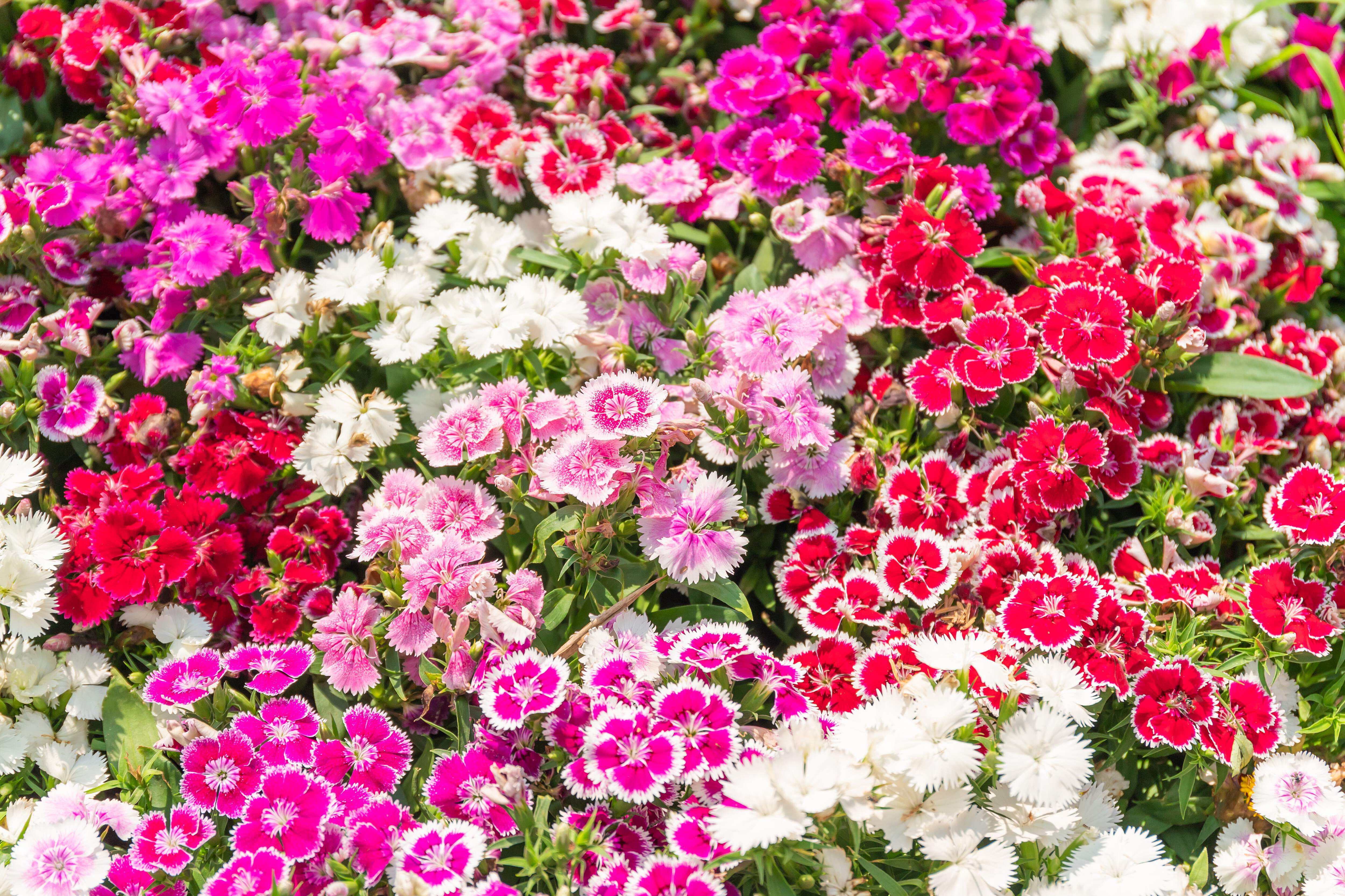100 WEE Willie Dwarf SWEET WILLIAM Mixed Colors Dianthus Barbatus ...