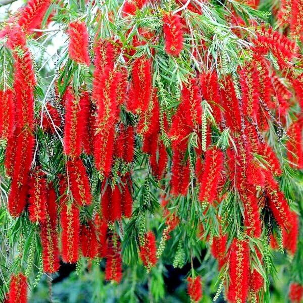 100 WEEPING BOTTLEBRUSH Flower Tree Seeds Garden Plant (Callistemon ...