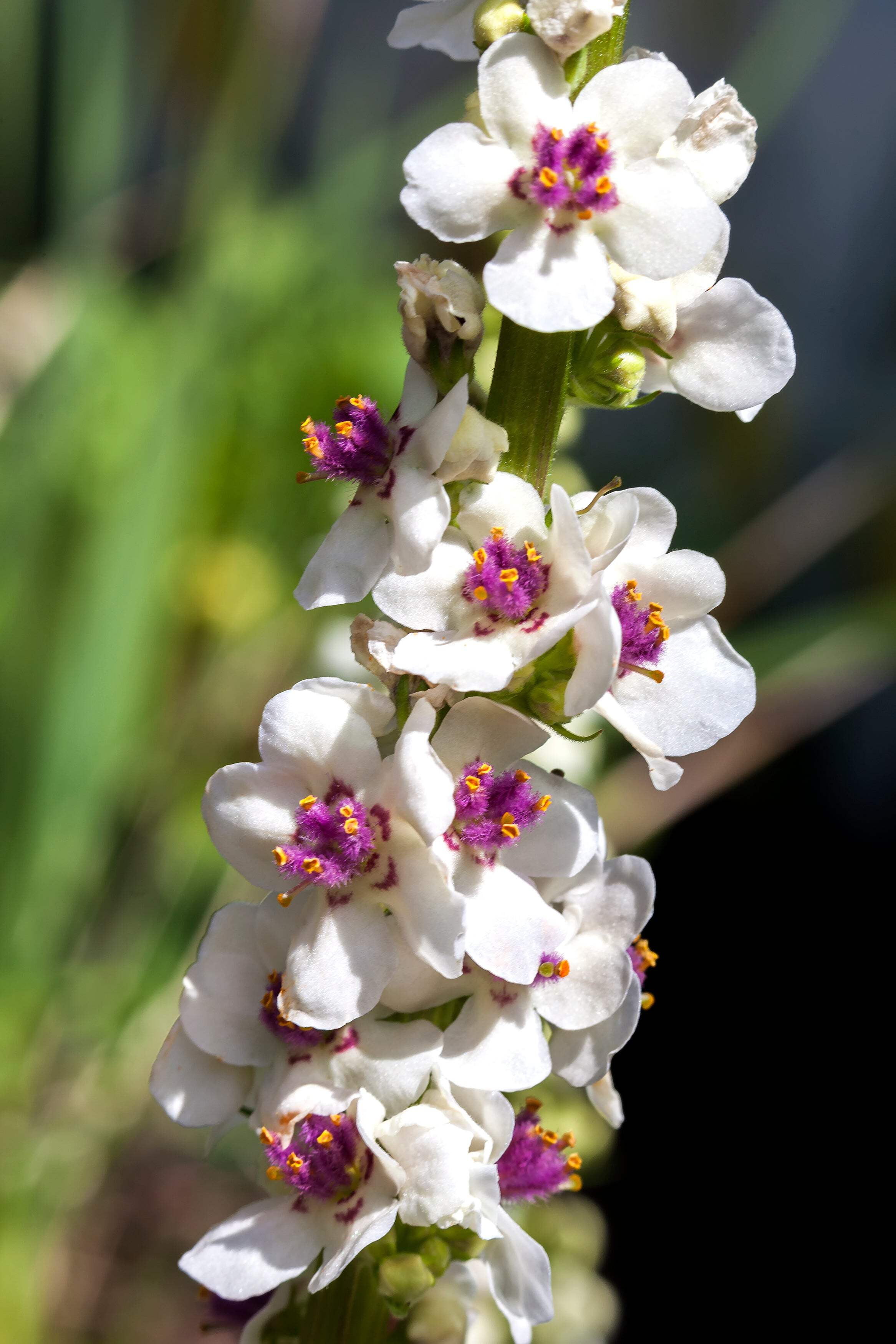100 WHITE BLUSH VERBASCUM Blattaria Albiflorum Moth Mullein Flower ...