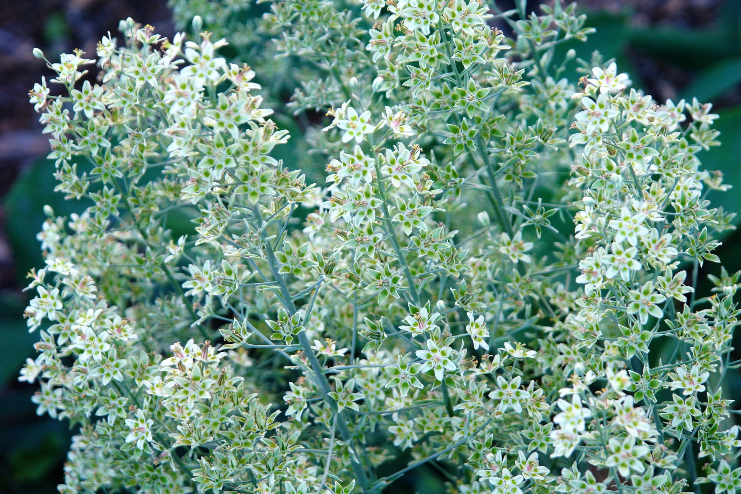 100 WHITE CAMAS Anticlea Elegans Zigadenus Camass Alkali Native Flower ...