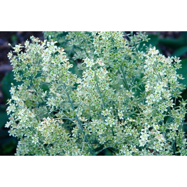 100 WHITE CAMAS Anticlea Elegans Zigadenus Camass Alkali Native Flower ...