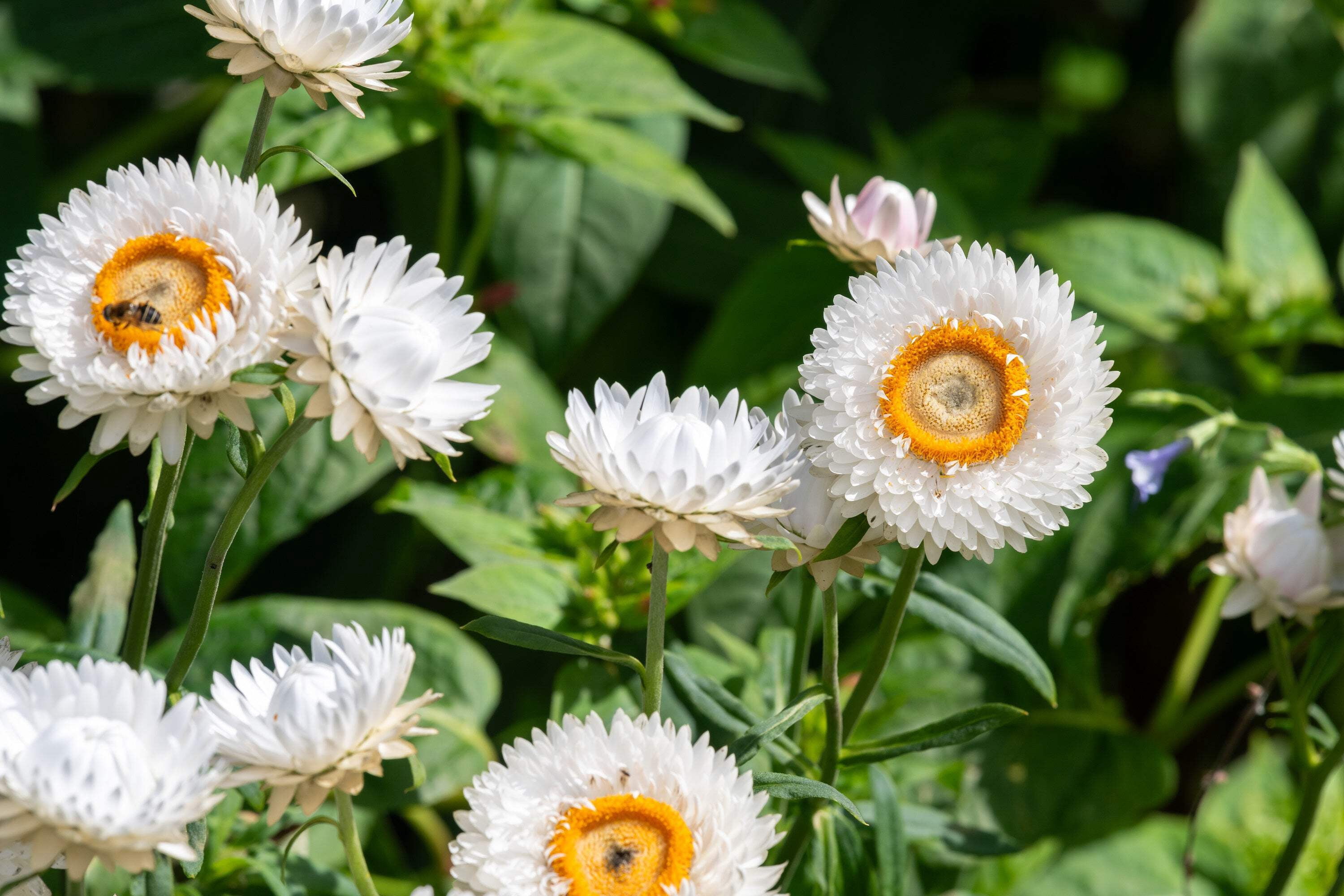 100 WHITE DOUBLE STRAWFLOWER Helichrysum Monstrosum Flower Seeds ...