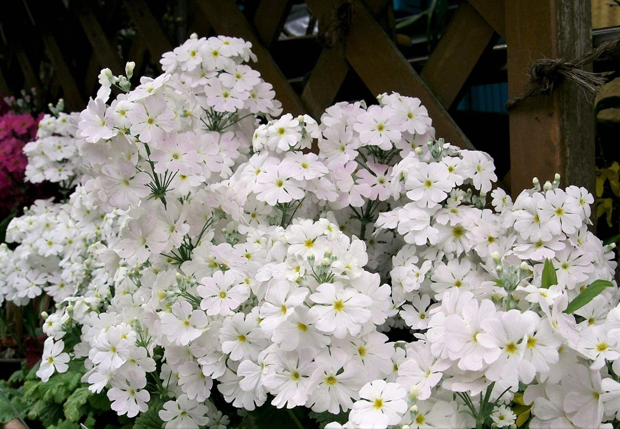100 WHITE FAIRY PRIMROSE Primula Malacoides Baby Primrose Shade ...