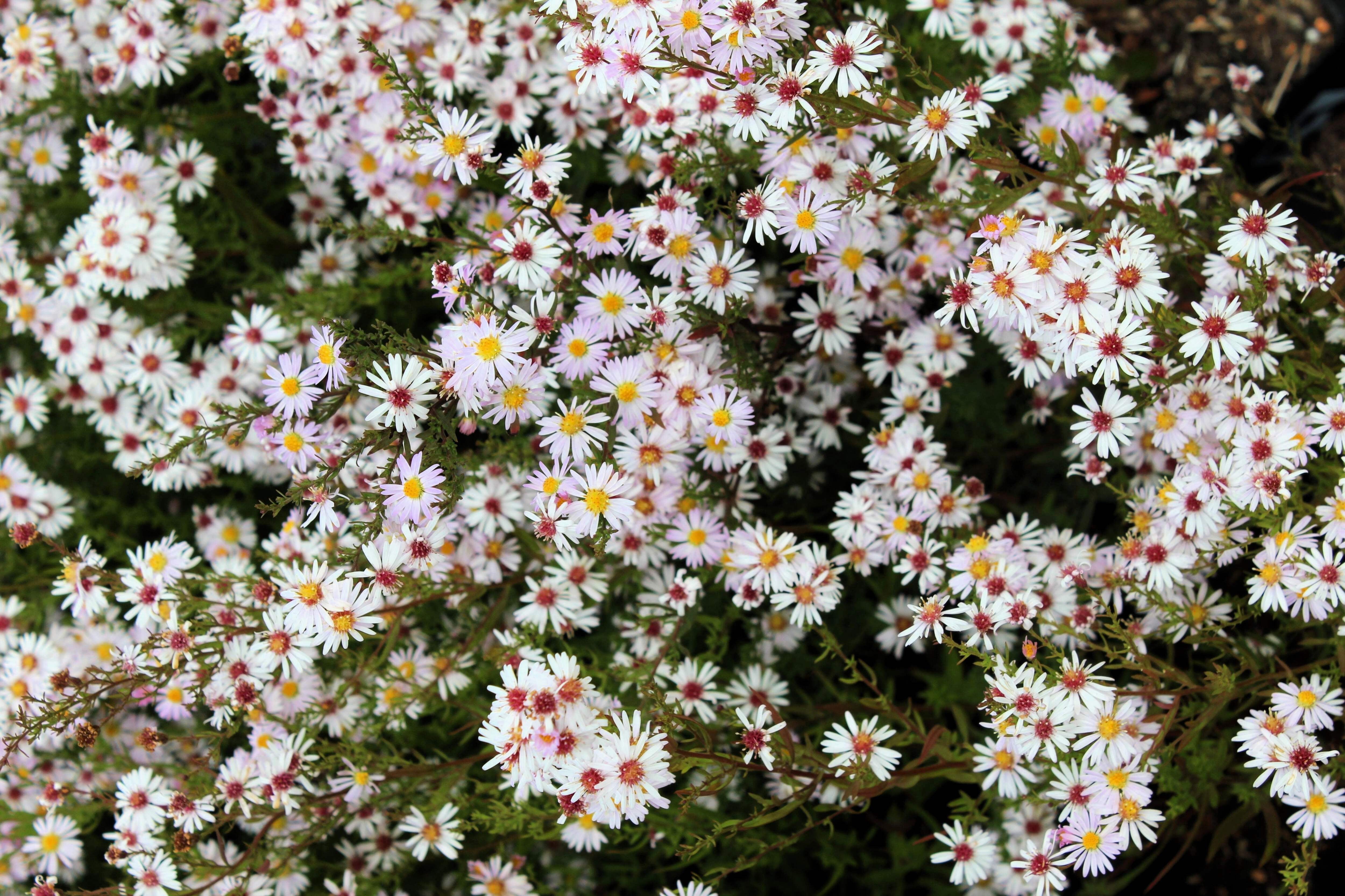 100 WHITE HEATH ASTER Prairie Ericoides Flower Seeds - Walmart.com