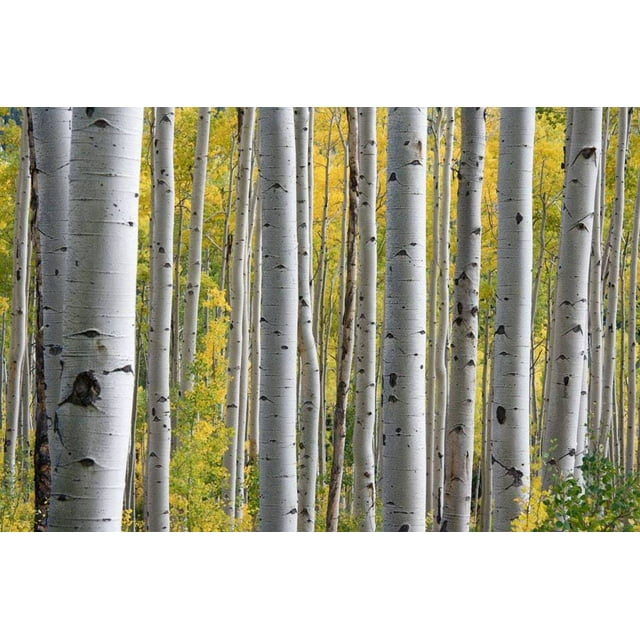 100 WHITE Japanese BIRCH TREE Betula Platyphylla Japonica Seeds ...