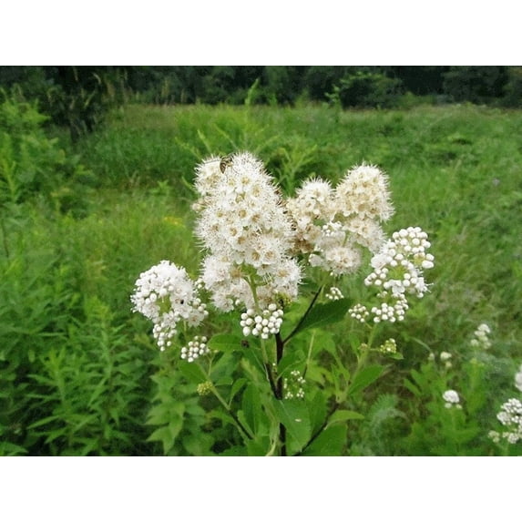 100 WHITE MEADOWSWEET Spiraea Alba Narrow Leaved Queen of the Prairie ...