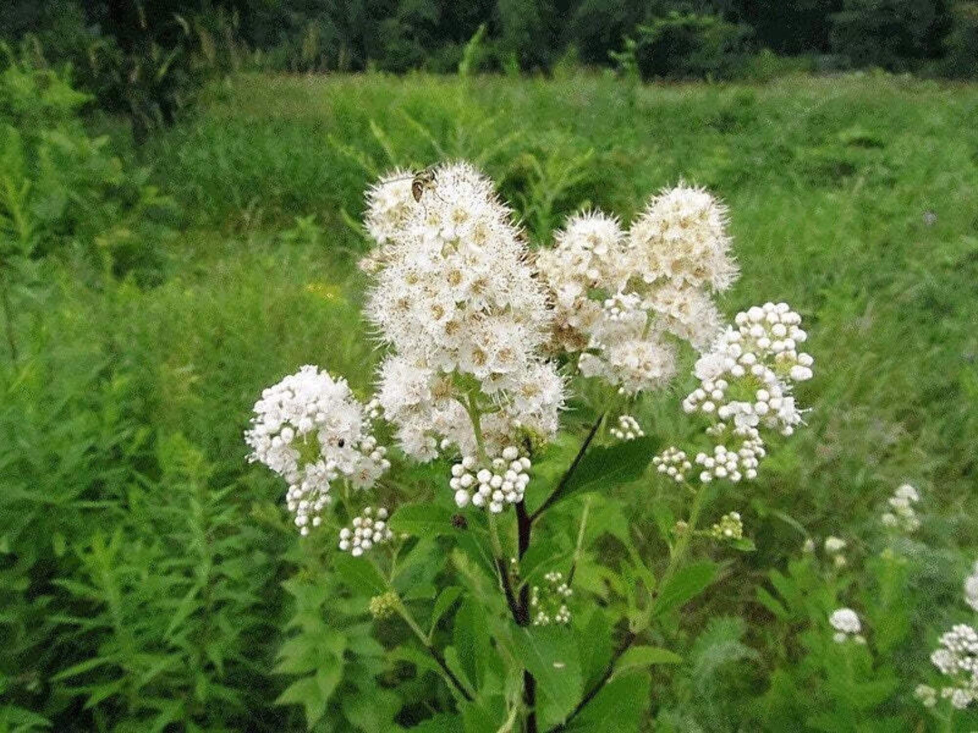 Seedville 100 Meadowsweet Shrub Seeds, White Native Flower - Walmart.com