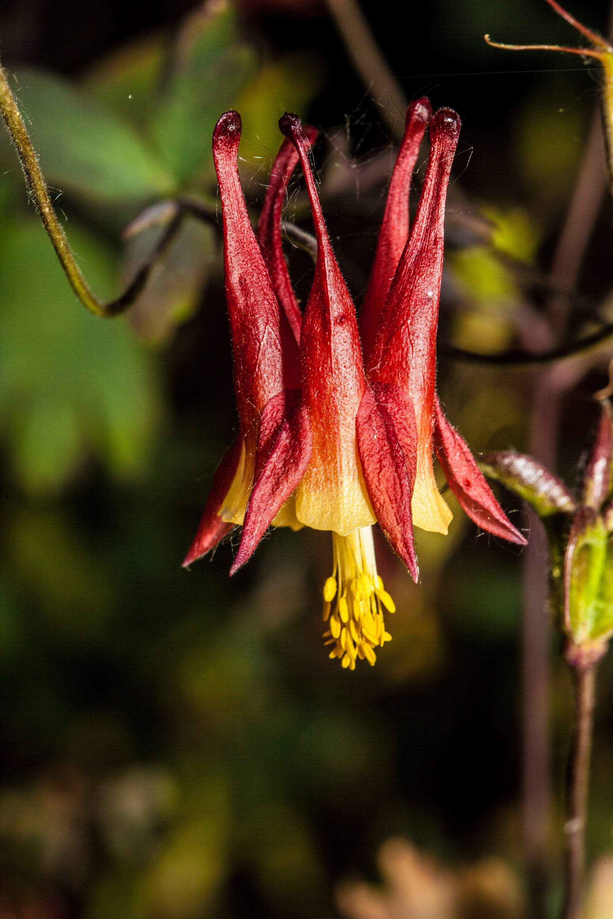 100 WILD/ CANADIAN COLUMBINE Aquilegia Canadensis Flower Seeds ...