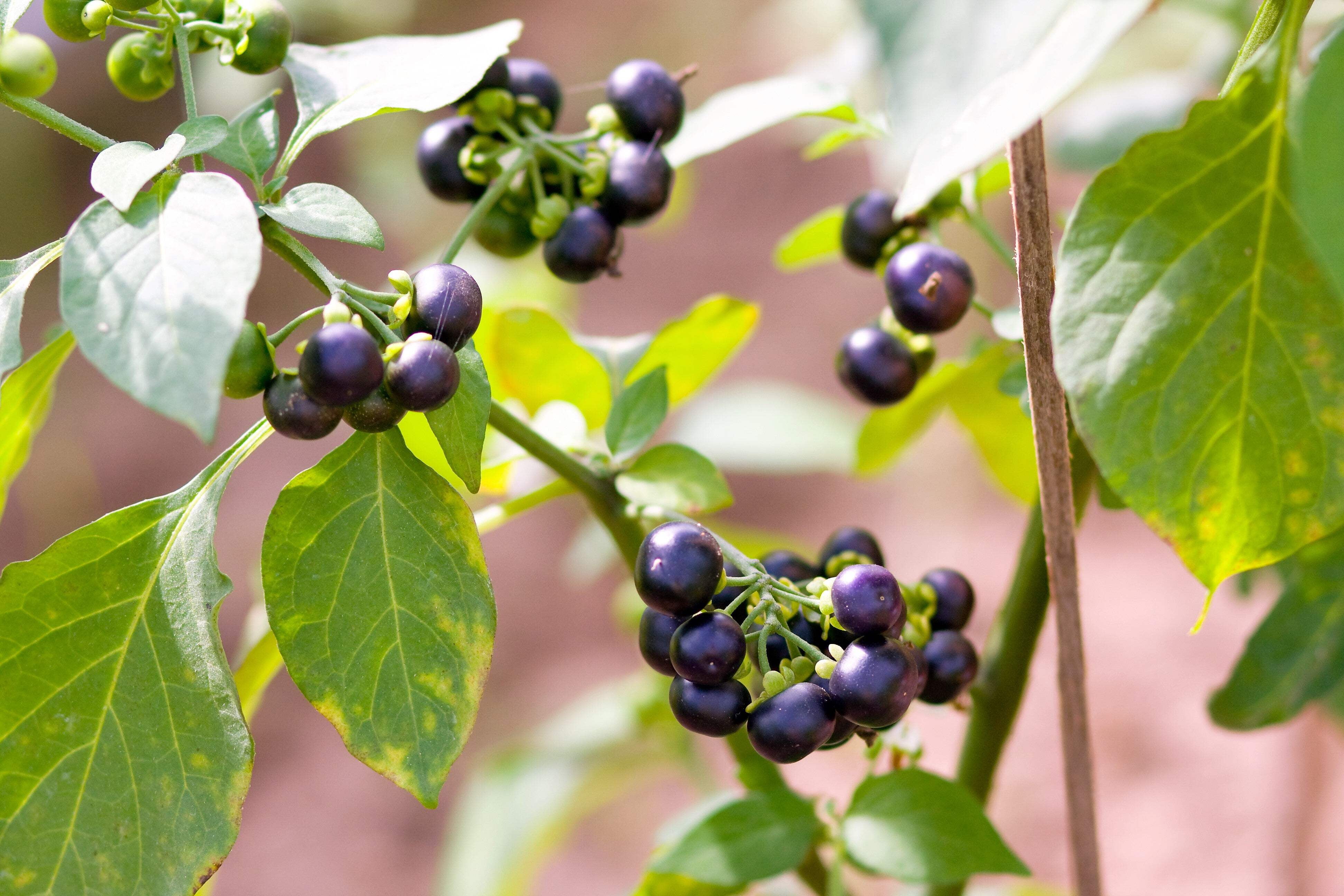 100 WONDERBERRY aka Sunberry Solanum Burbankii Retroflexum Fruit Berry ...