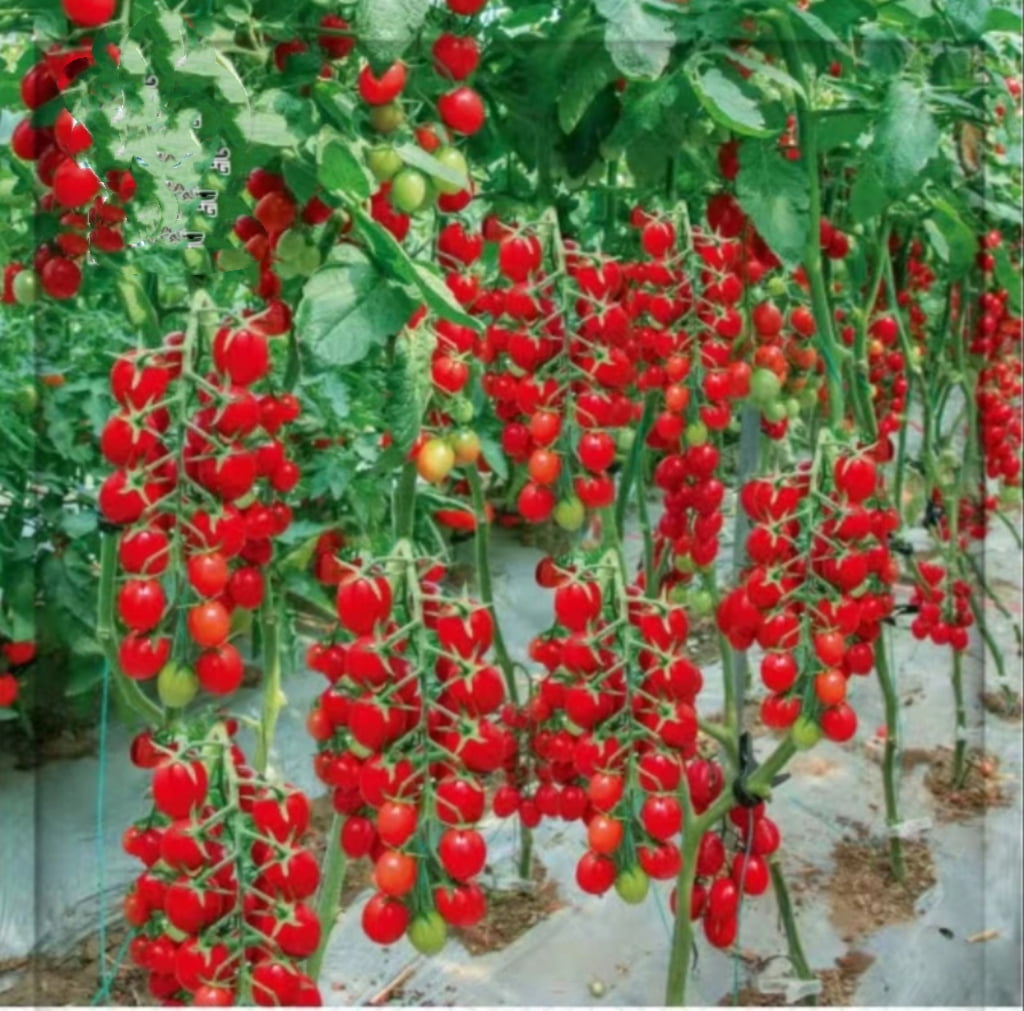 100 Waterfall Tomato Seeds, Tomatoe, Rare Tomatoes, Vegetable Easy to ...