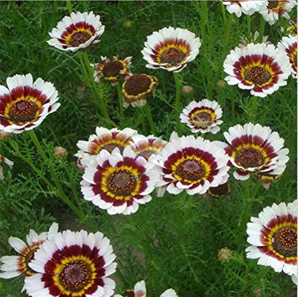 100+ White Cape Daisy Zulu Prince Seeds Daisy Venidium Flowers ...