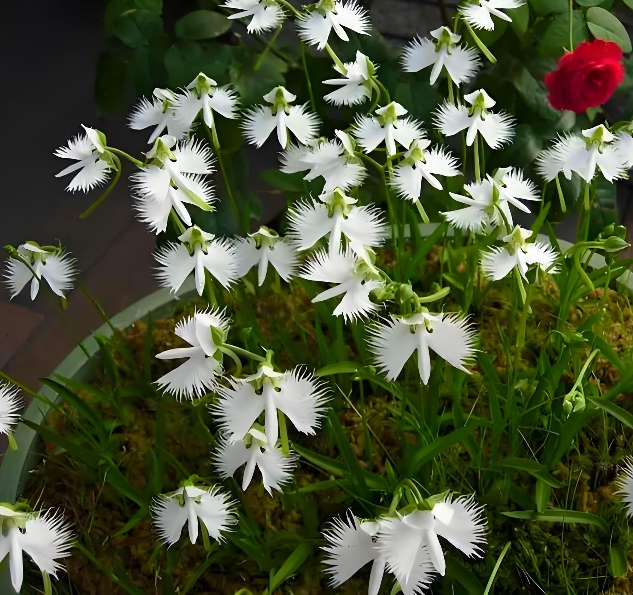 100+ White Flowers FEV6 Seeds White Egret Orchid Orchid Seeds Rare ...