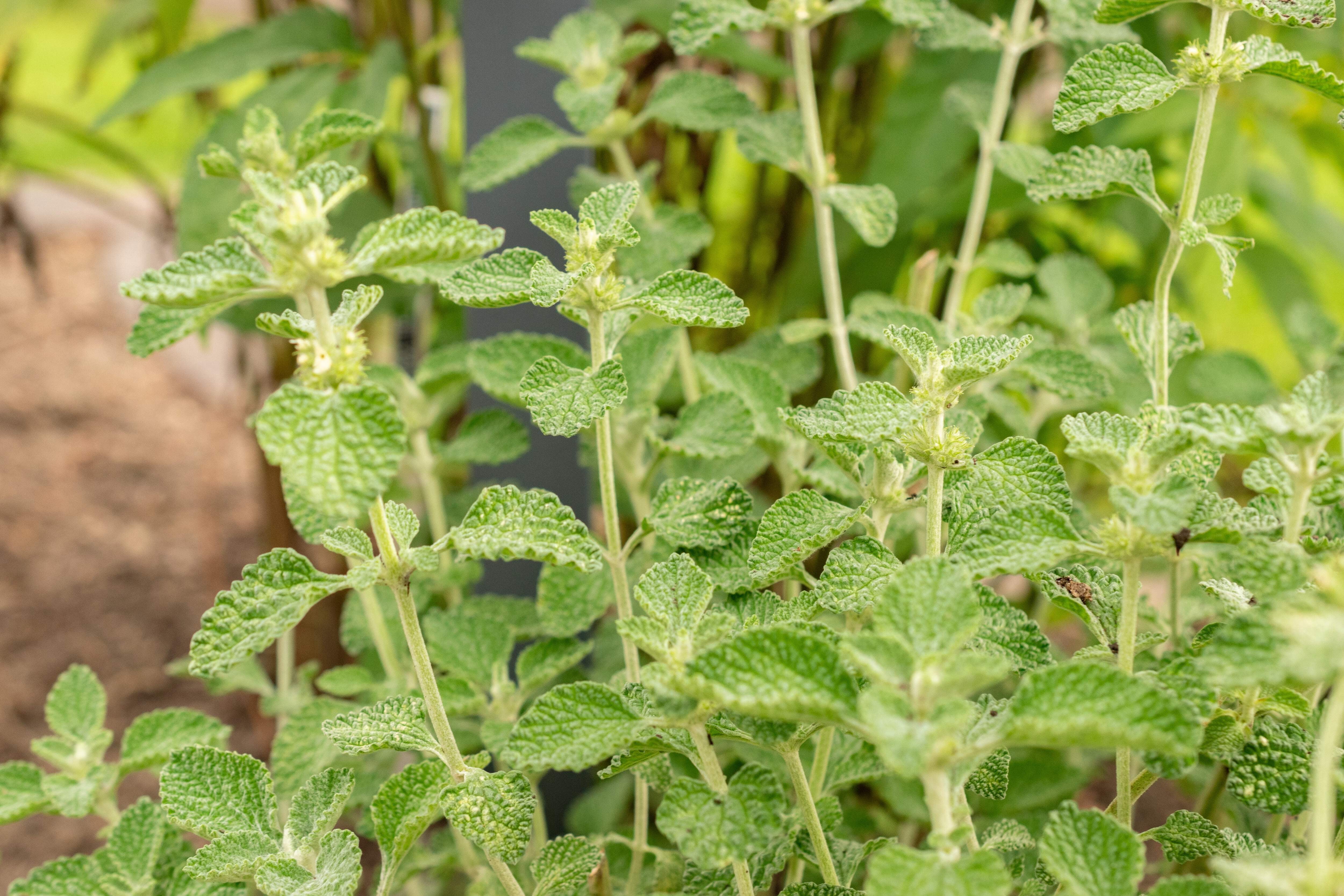 Seedville USA 100 White Horehound Seeds, Marrubium Vulgare, Herb Flower ...
