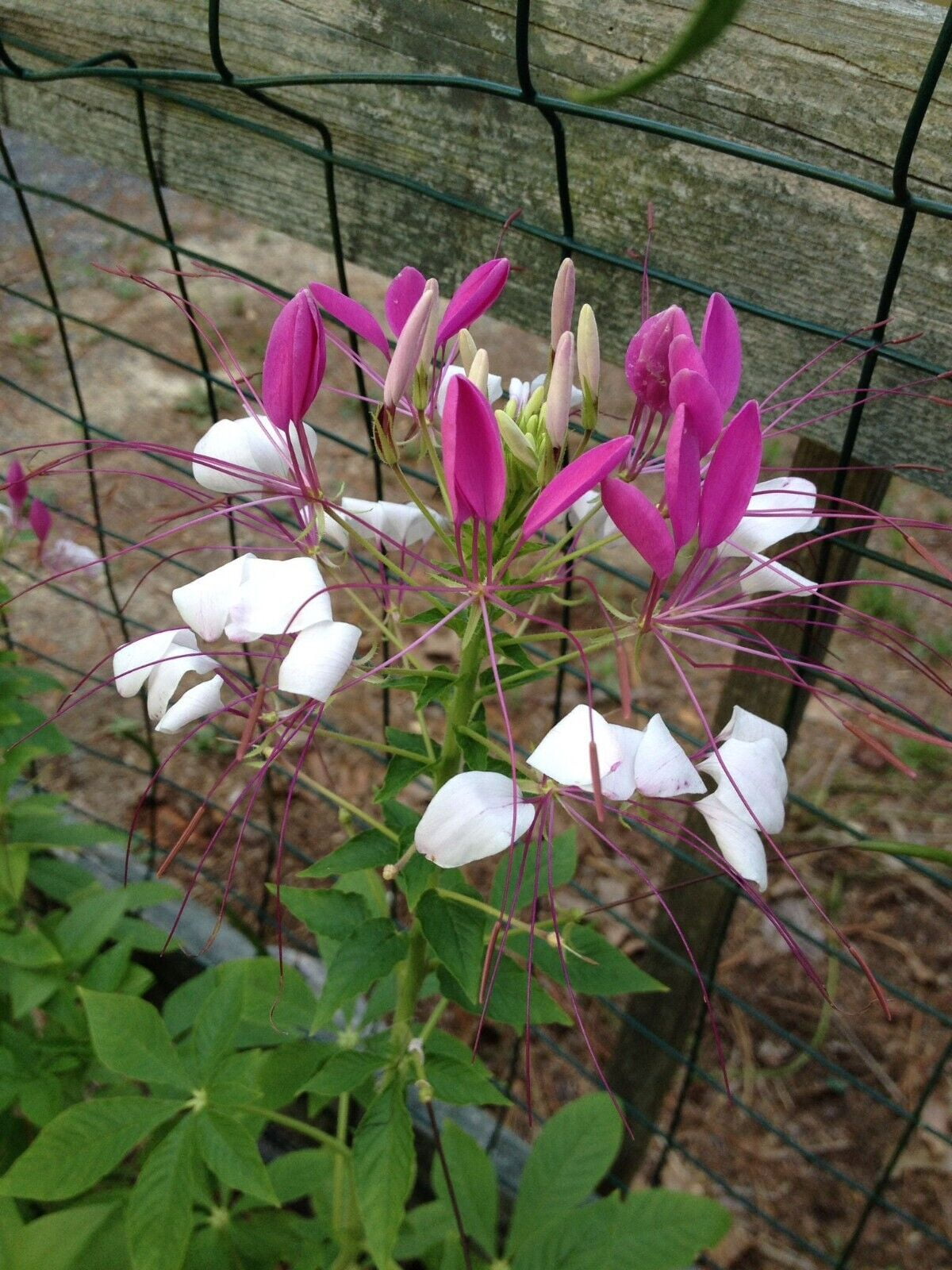 100 White Pink Spider Seeds Clome Spinosa Perennial 1199 US Seller ...