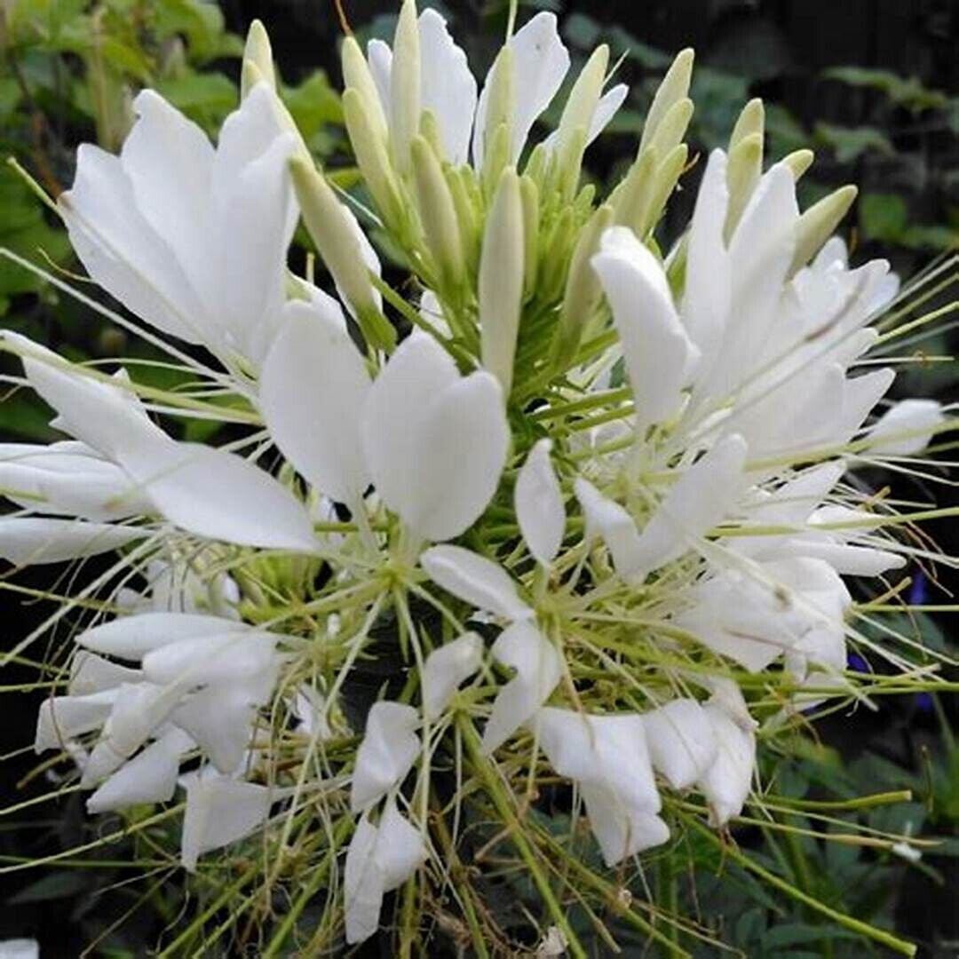 100 White Queen Spider Seeds Clome Spinosa Perennial 1202 US Seller ...