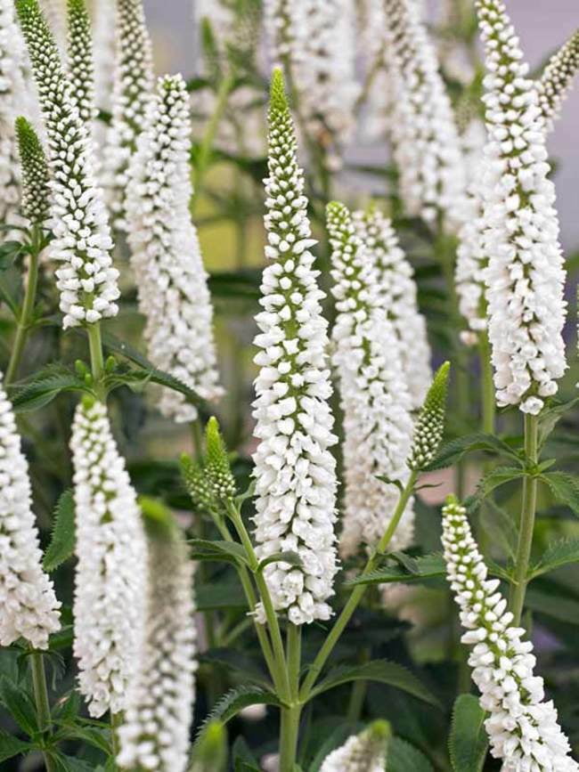 100 White Veronica Seeds Speedwell Royal Candle Flower Perennial ...